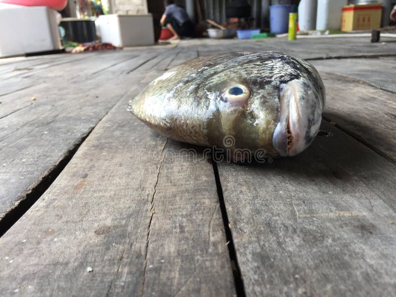 The Sheepshead, Scup, and Red/black Seabream, Pagrus Major Stock Photo ...