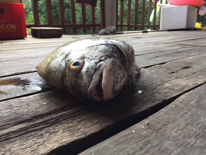 The Sheepshead, Scup, and Red/black Seabream, Pagrus Major Stock Photo ...