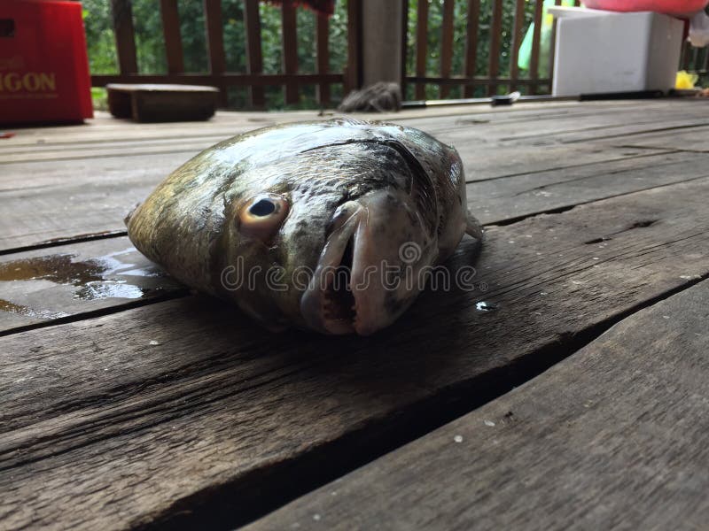 The Sheepshead, Scup, and Red/black Seabream, Pagrus Major Stock Photo ...