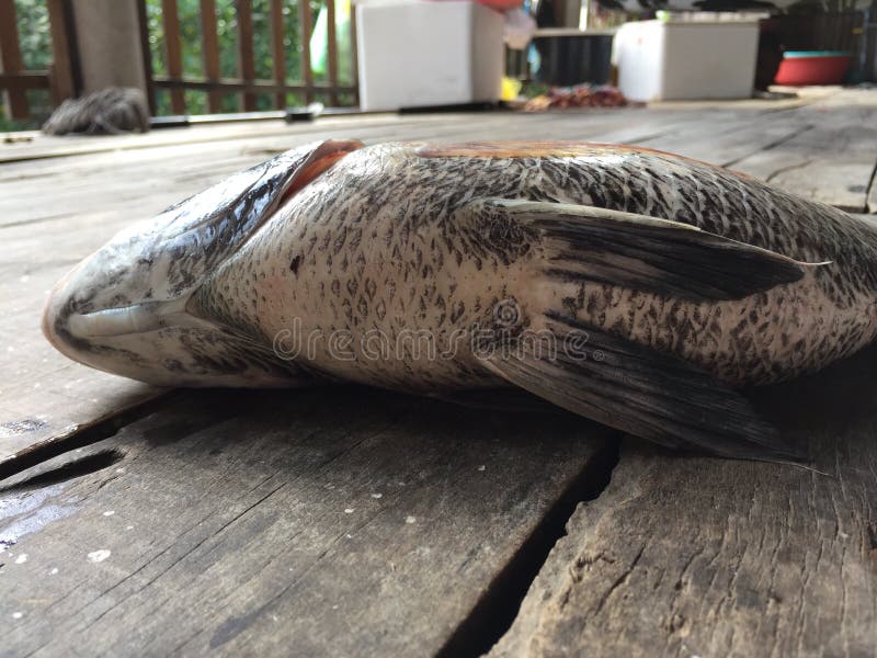 The Sheepshead, Scup, and Red/black Seabream, Pagrus Major Stock Image ...