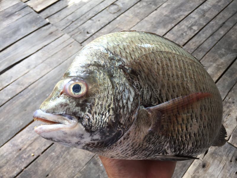 The Sheepshead, Scup, and Red/black Seabream, Pagrus Major Stock Image ...