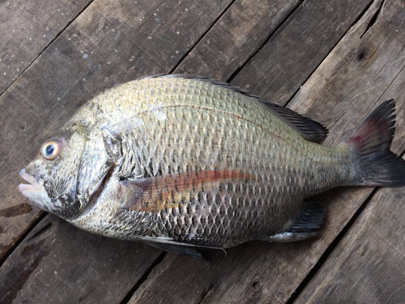 The Sheepshead, Scup, and Red/black Seabream, Pagrus Major Stock Image ...