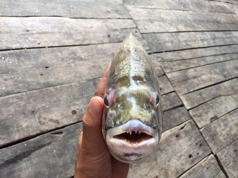 The Sheepshead, Scup, and Red/black Seabream, Pagrus Major Stock Image ...