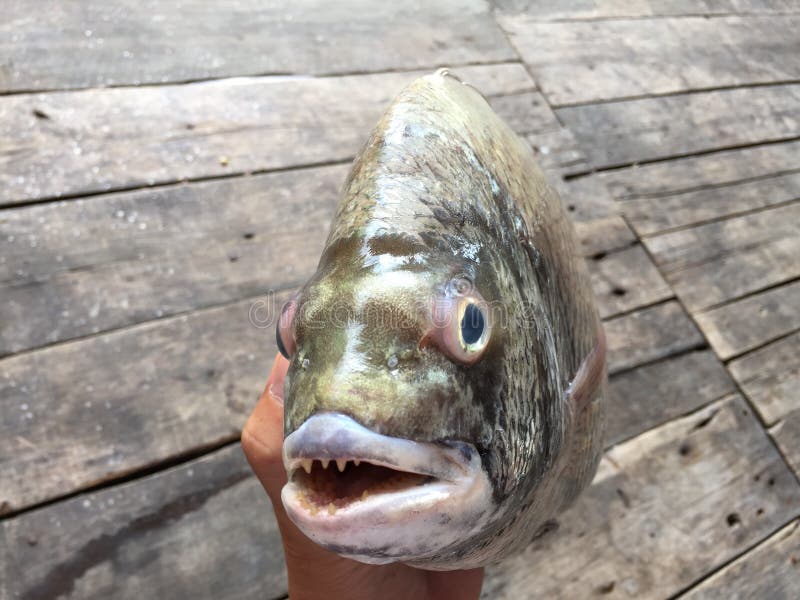 The Sheepshead, Scup, and Red/black Seabream, Pagrus Major Stock Photo ...