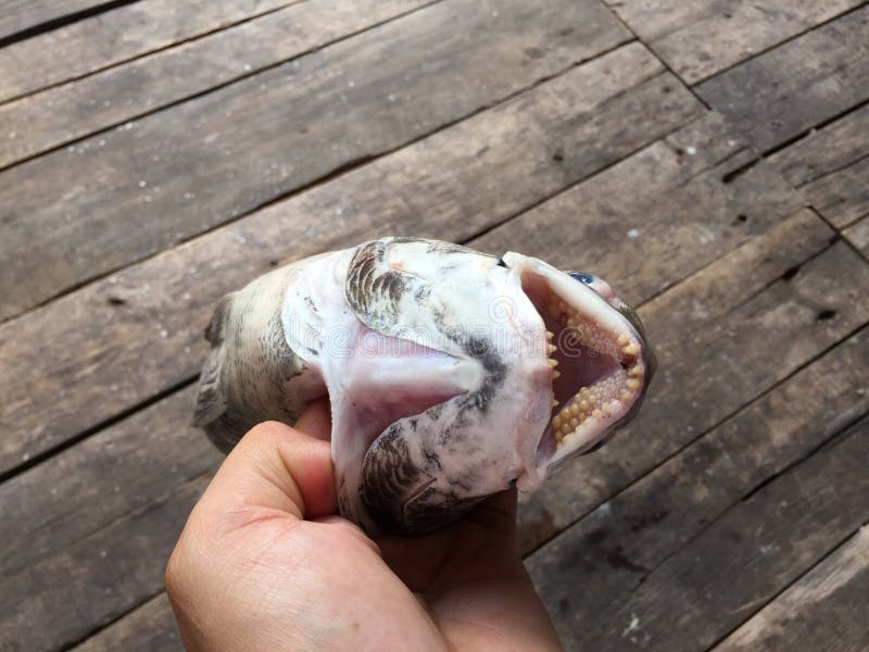 The Sheepshead, Scup, and Red/black Seabream, Pagrus Major Stock Photo ...