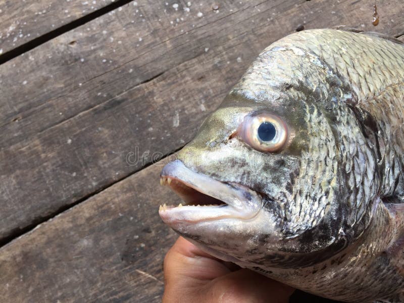 The Sheepshead, Scup, and Red/black Seabream, Pagrus Major Stock Photo ...