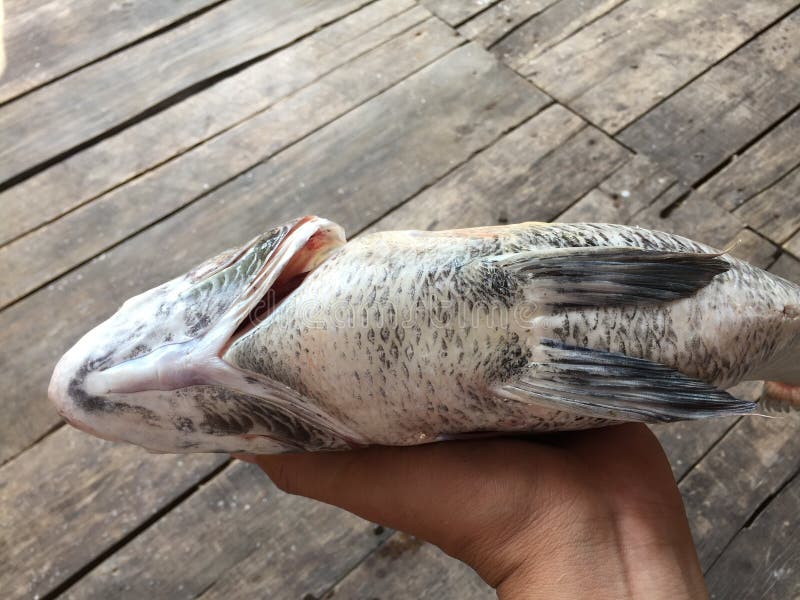 The Sheepshead, Scup, and Red/black Seabream, Pagrus Major Stock Image ...