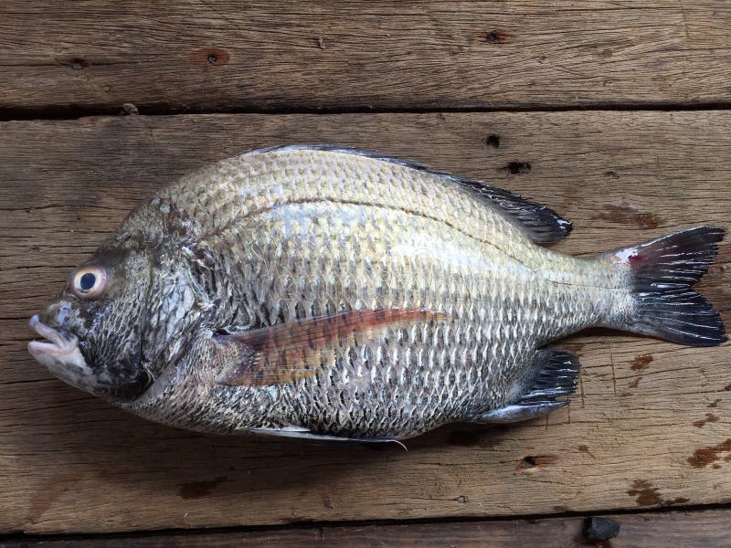 The Sheepshead, Scup, and Red/black Seabream, Pagrus Major Stock Image ...