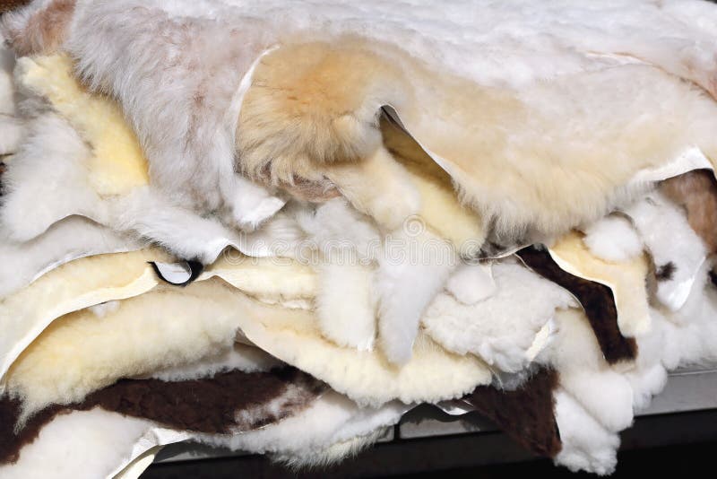Whole Sheepskin is Lay Out Unfold and Has Copy Space. Genuine Leather ...