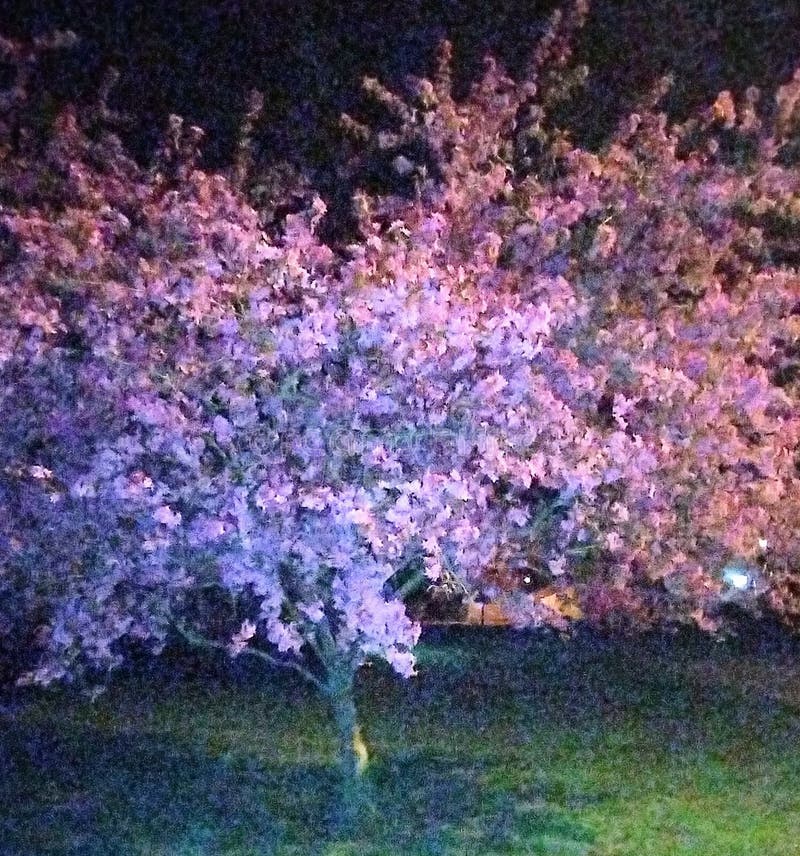 Sheer Beauty Cherry Tree Stock Photos - Free & Royalty-Free Stock ...