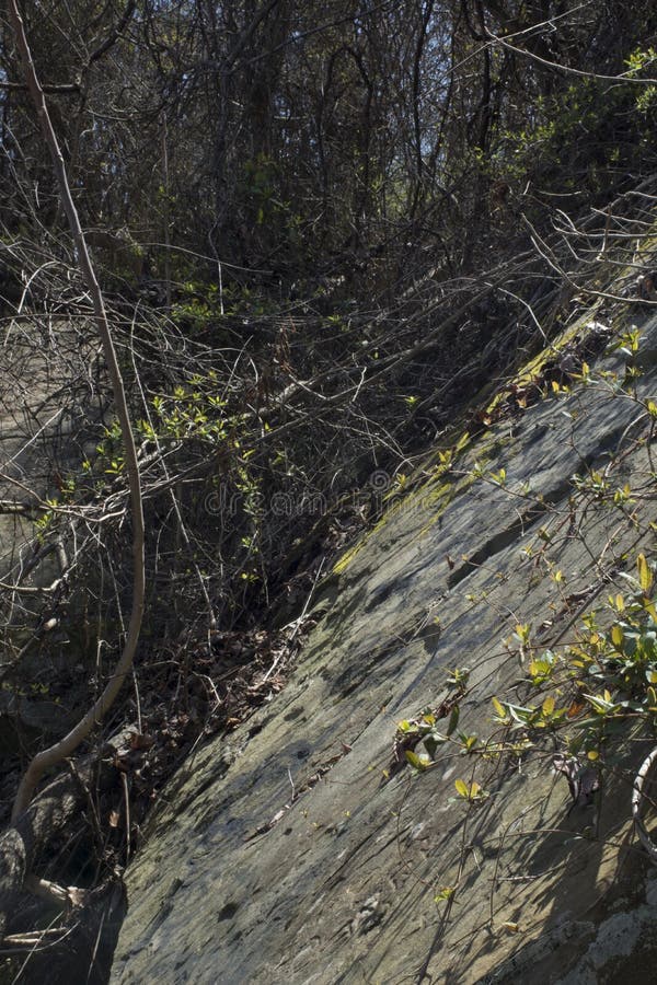 Rock face in shadow stock image. Image of tree, moss - 113832773