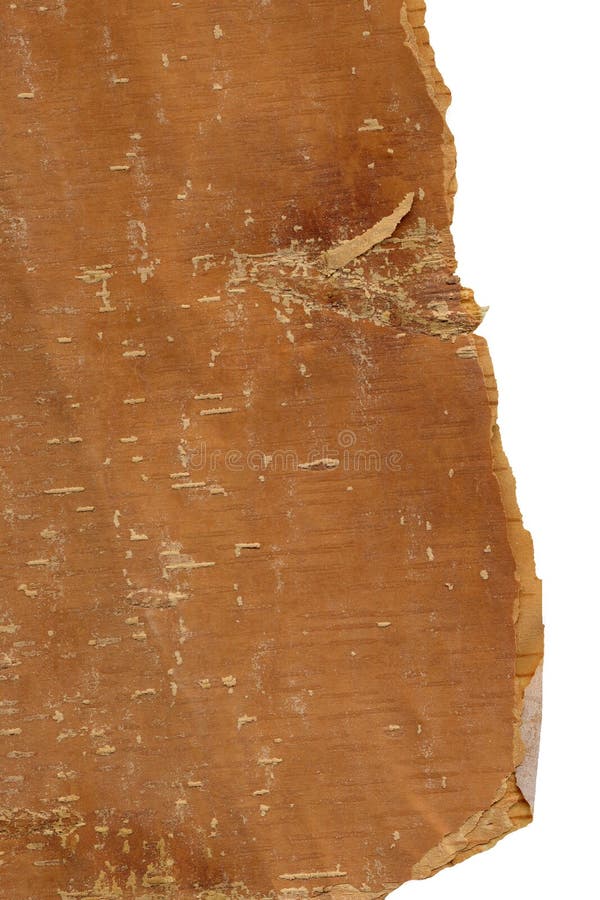 Sheet of Birch Tree Bark stock photo. Image of pattern - 24852858