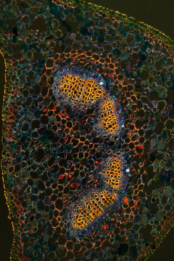 Sheet Under Microscope Stock Photos - Free & Royalty-Free Stock Photos ...