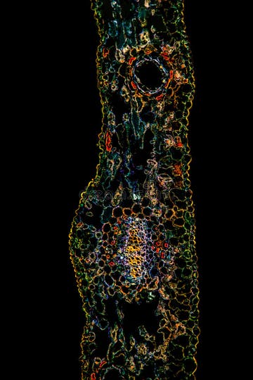 Sheet Under Microscope Stock Photos - Free & Royalty-Free Stock Photos ...