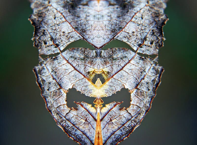 The Sheet stock image. Image of african, execrated, enchants - 31856105