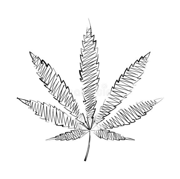 Sheet of Hemp Drawing Pencil Stock Vector - Illustration of herb, plant ...