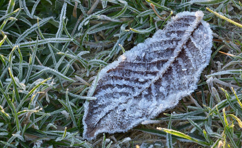 Sheet with hoarfrost stock image. Image of nature, hoarfrost - 132218121