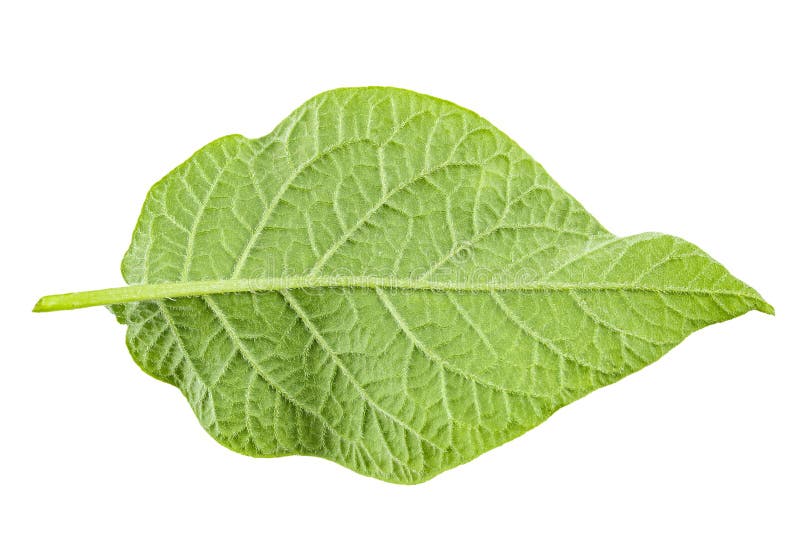 Potato Leaf Isolated on White. Full Depth of Field Stock Photo - Image ...