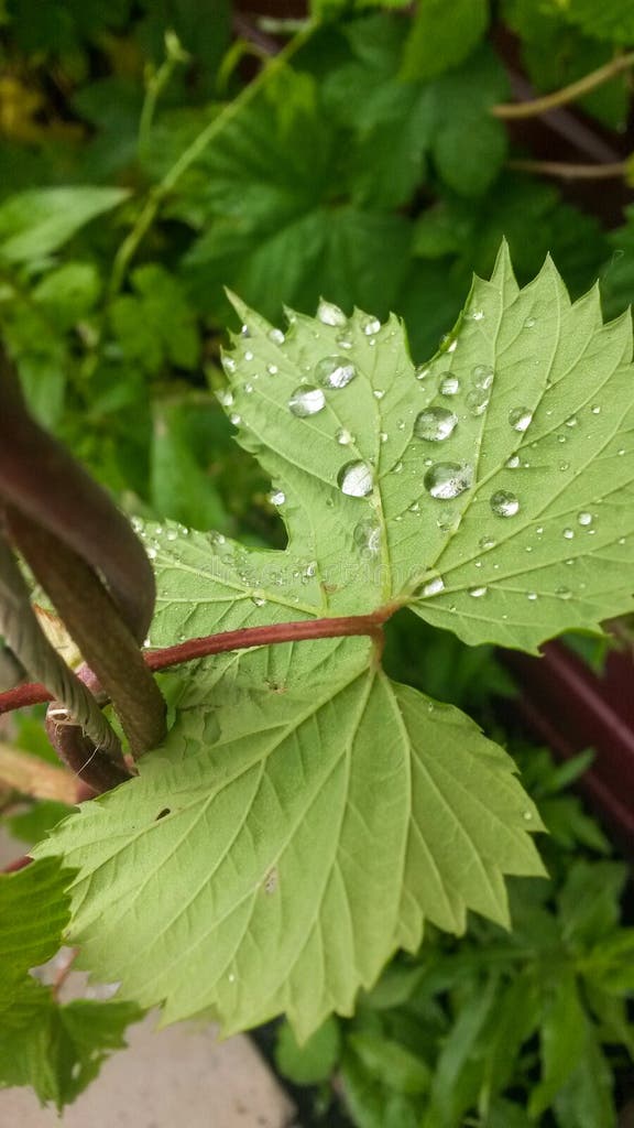 Sheet after rain. stock image. Image of rain, leaf, raindrops - 80111251