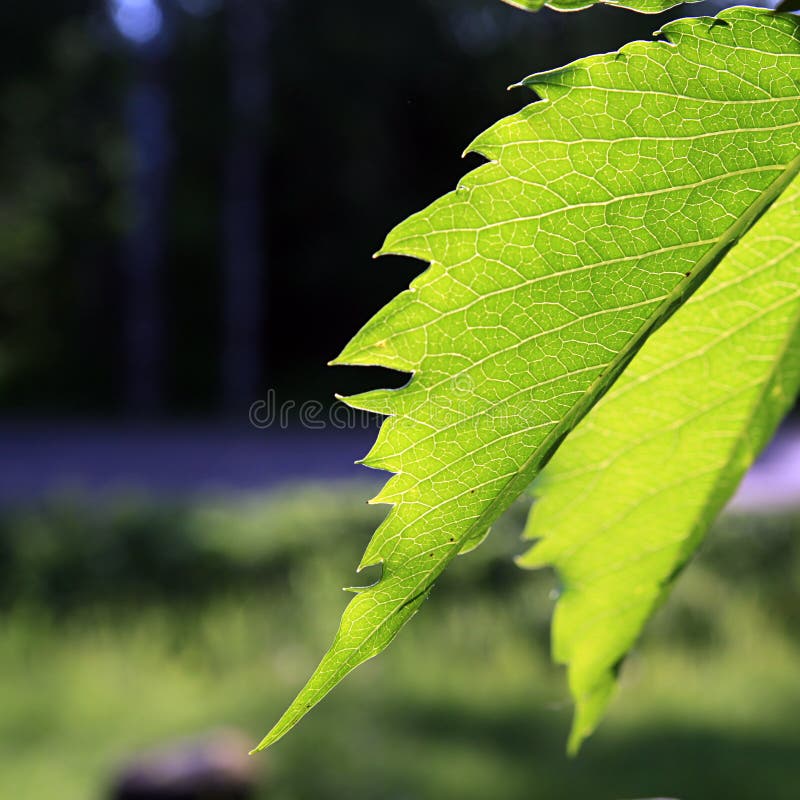 Sheet tree stock image. Image of macro, garden, forest - 13241399