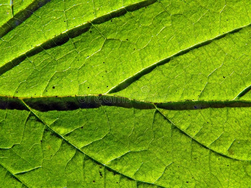 Sheet tree stock photo. Image of contrasting, green, descriptive - 7151858