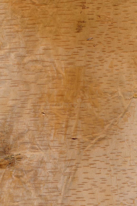 Sheet of Tree Bark stock image. Image of history, plant - 24852869