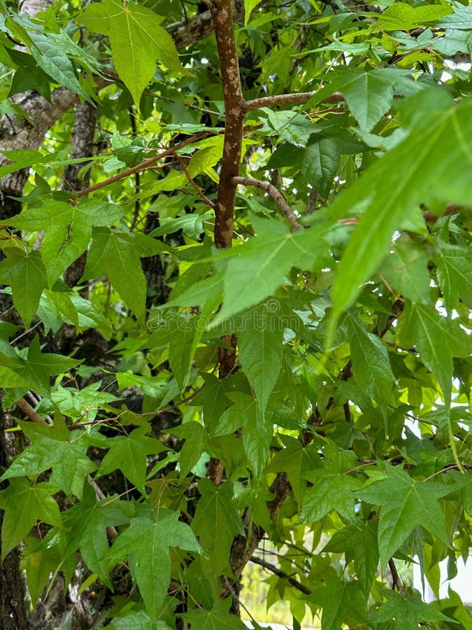 Gsheets Stock Photos - Free & Royalty-Free Stock Photos from Dreamstime