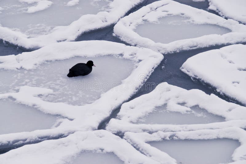 Sheets of ice stock image. Image of arctic, froze, white - 13103505