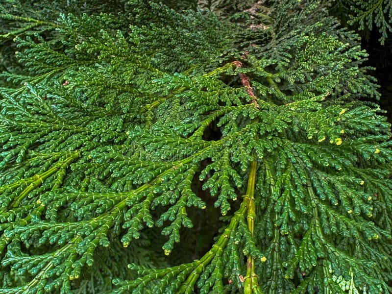 Beautiful and Green Sheets of Pine Stock Photo - Image of arborvitae ...