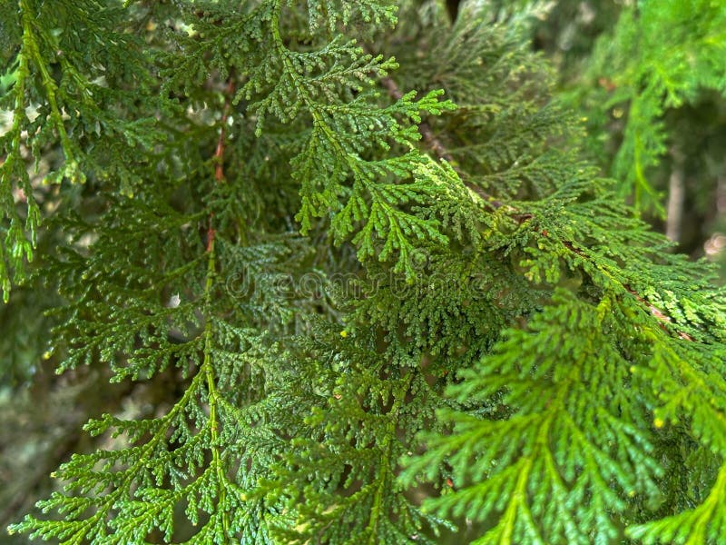 Beautiful and Green Sheets of Pine Stock Image - Image of sheets ...