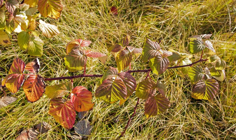 Sheets of Raspberry in Autumn Stock Image - Image of color, sheet: 26180317
