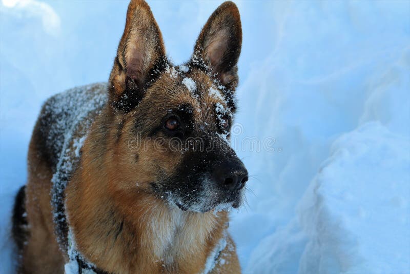 Sheffer dog stock image. Image of horse, geese, cemetery - 92614009