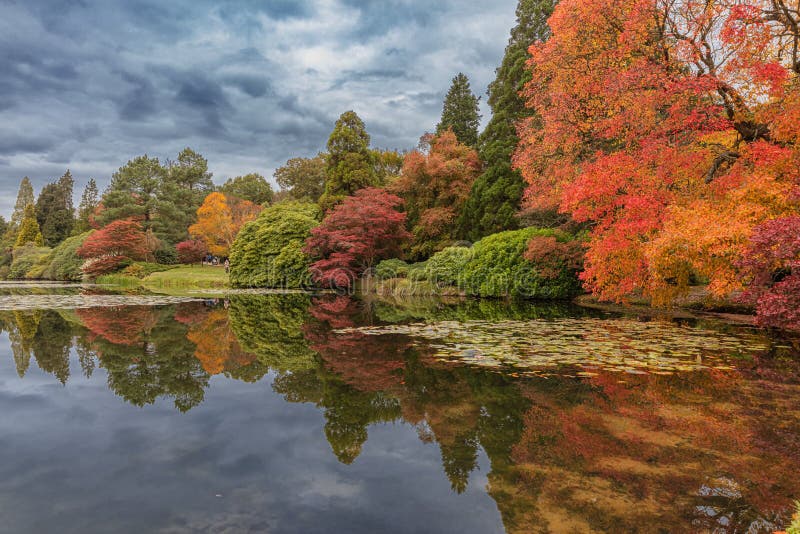 Autumn Nature Reflected in a Pond in Sheffield Park Garden, UK Stock ...