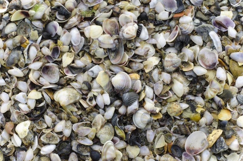 Shel stock image. Image of sand, fauna, ocean, background - 78461363