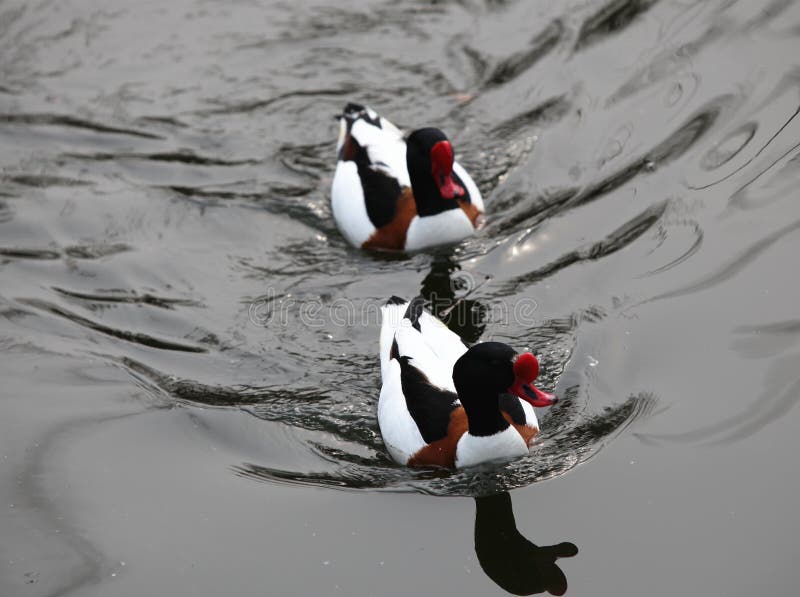 Sheldrake stock photo. Image of animal, sheldrake, duck - 75561490