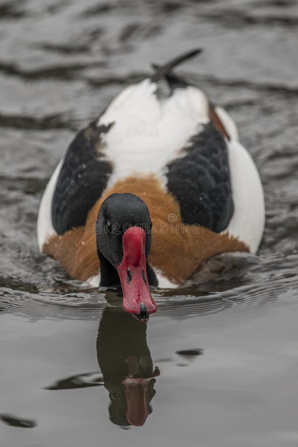 Shelduck One of the Cutest Ducks Around Stock Photo - Image of nature ...