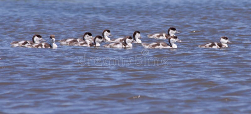 Shelduck ducklings stock image. Image of tadorninae, swimming - 24822497