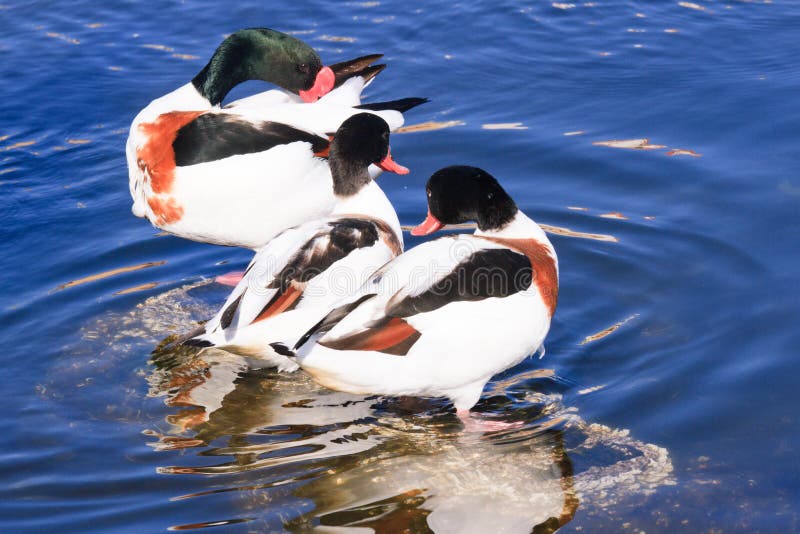 Shelduck ducks stock image. Image of diver, common, dark - 29104299