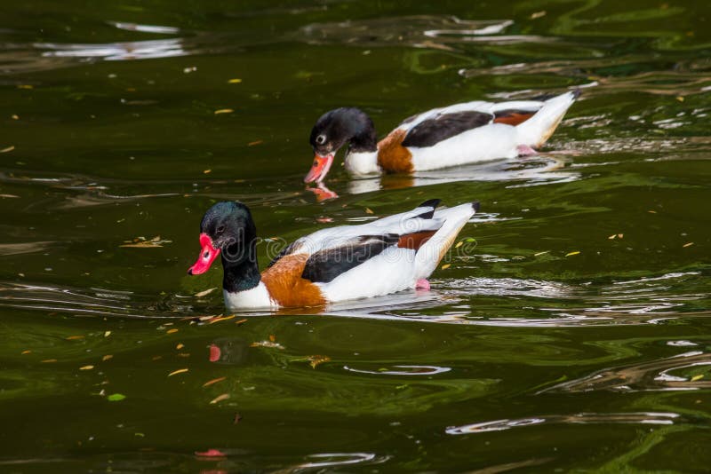 Shelduck family stock photo. Image of float, bird, aquatic - 28382928