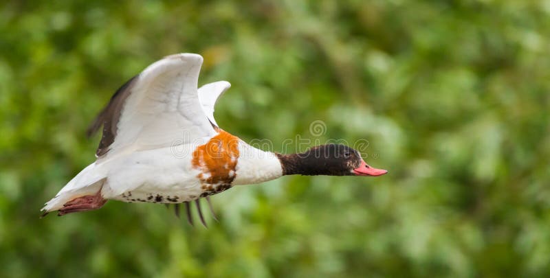 Shelduck in Flight Woods As Background Stock Image - Image of ...
