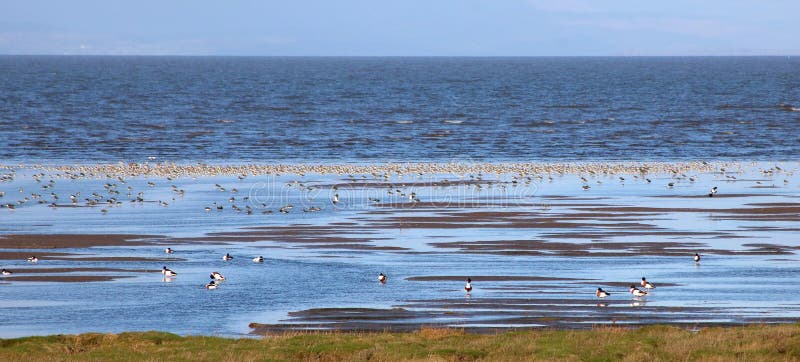 Shelduck, Lapwing, Waders, Shore Morecambe Bay Stock Image - Image of ...