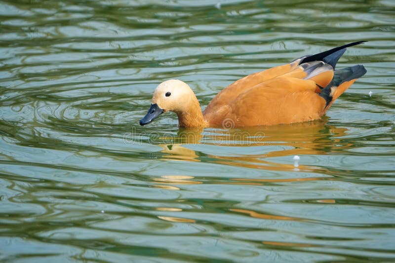 Shelduck rubicundo imagen de archivo. Imagen de rubicundo - 149363055