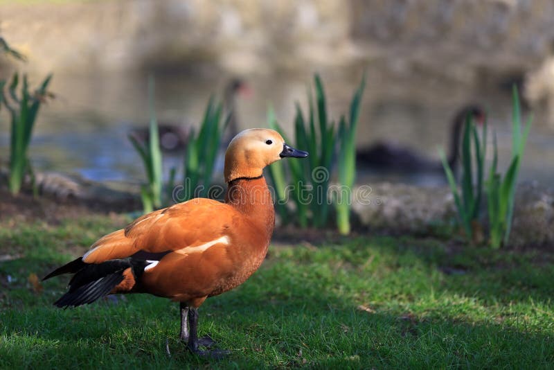 Lavado Rubicundo Del Shelduck Foto de archivo - Imagen de emplumado ...