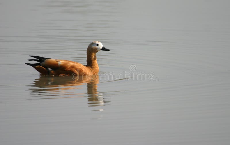 Cerceta común imagen de archivo. Imagen de animal, rojo - 2231425