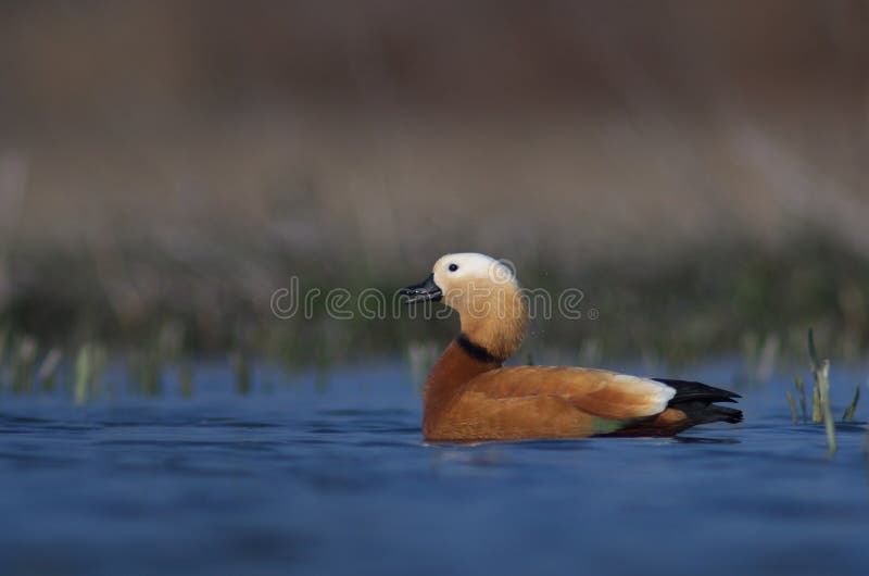 Shelduck rubicundo foto de archivo. Imagen de color, lago - 25778946