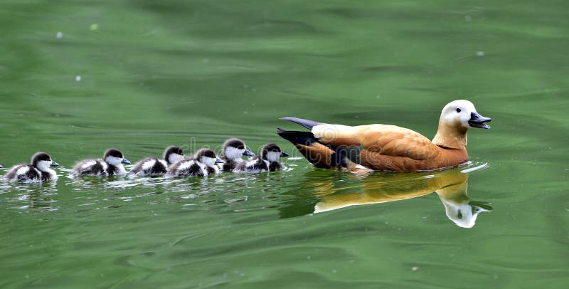 Shelduck rubicundo foto de archivo. Imagen de salvaje - 54980272