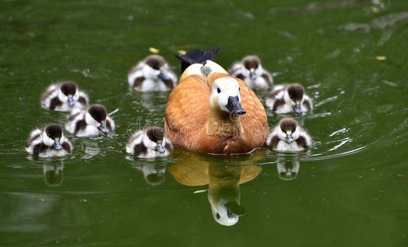 Shelduck rubicundo imagen de archivo. Imagen de fauna - 54980507