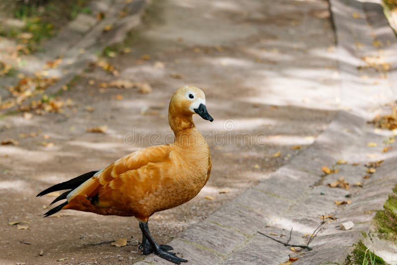 Shelduck Rubicundo En Una Trayectoria Que Camina En Un Parque De La ...