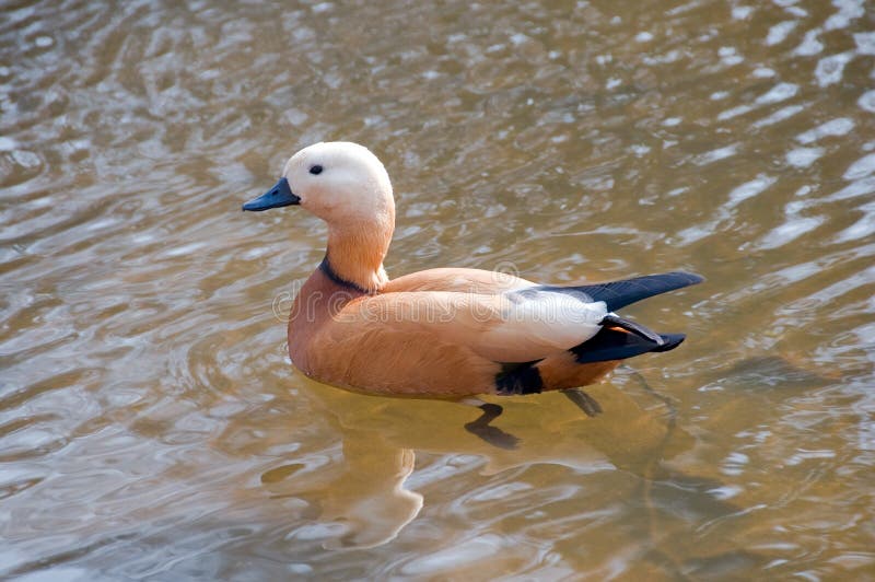 Shelduck Rubicundo (ferruginea Del Tadorna) Imagen de archivo - Imagen ...