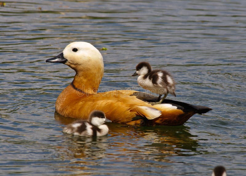 Shelduck Rubicundo (ferruginea Del Tadorna) Imagen de archivo - Imagen ...